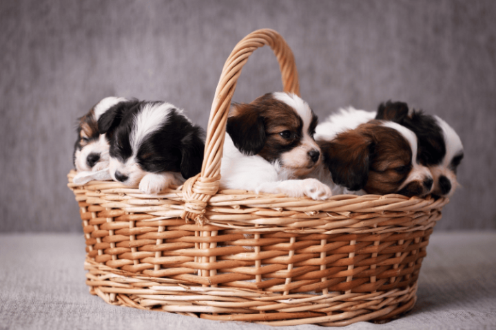 Best Puppy Adoption Sites for Digital Nomads: Where to Find Your New ...