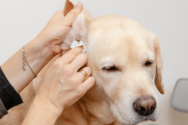 How to Soothe Your Dog’s Itchy Ears Naturally: A Family’s Guide to Pet ...