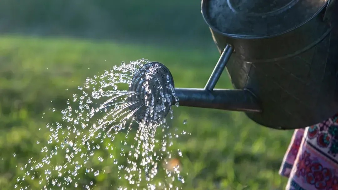 8 Summer Gardening Mistakes That Are Secretly Harming Your Plants - Our ...