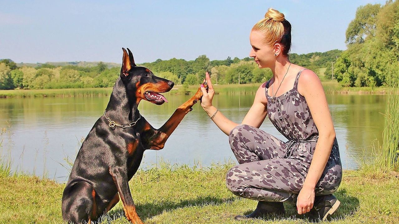 9 Dog Breeds That Attach to One Person So Intensely It Unsettles ...